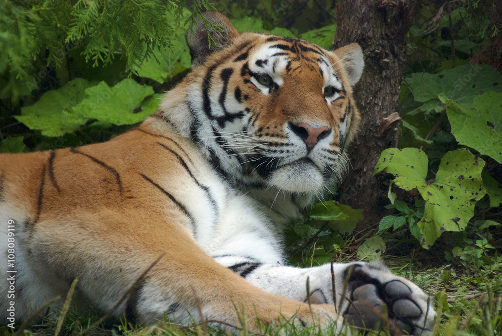 The tiger Panthera tigris a member of the Felidae family, is the ...