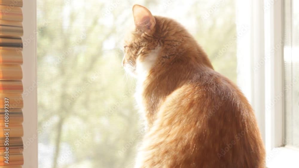 funny red cat looking out the window Stock Video | Adobe Stock