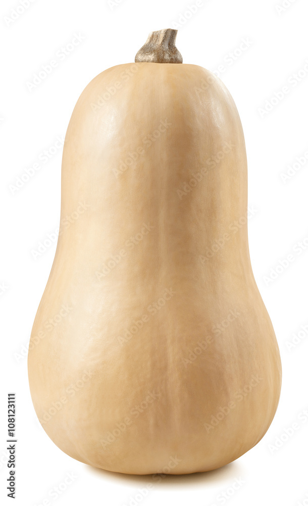 Butternut pumpkin whole isolated on white background Stock Photo ...