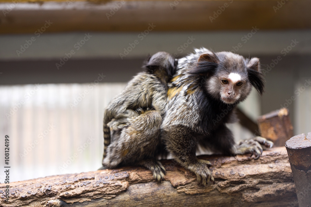 Penicillata Marmoset
