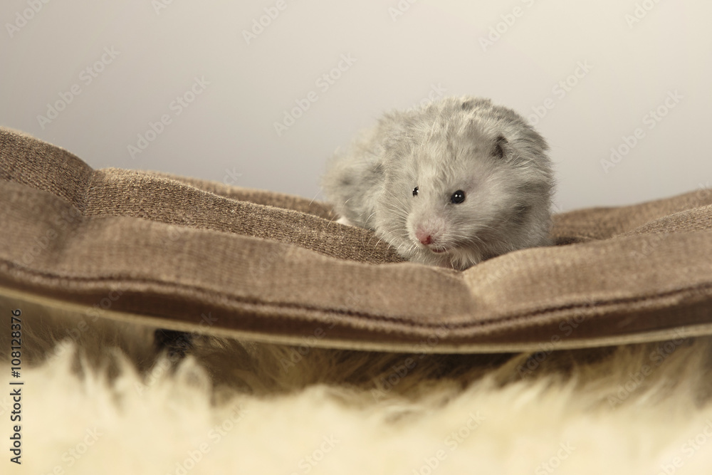 Hamster portrait on sofa in studio Stock Photo | Adobe Stock