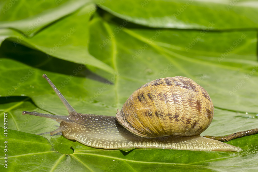 Close Up Snail Poop