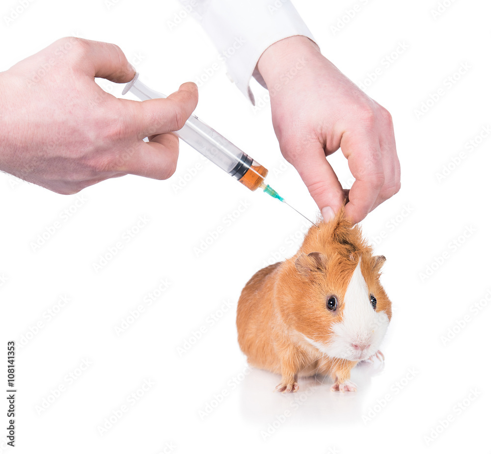 Guinea pig and injection isolated on white Stock Photo | Adobe Stock