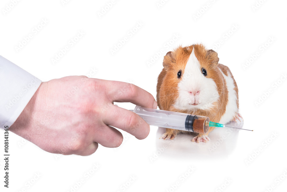 Guinea pig and injection isolated on white Stock Photo | Adobe Stock