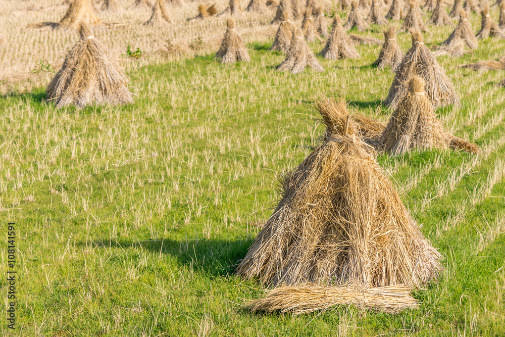 Rice straw hay in field residues. The rice field in Japan, Asia. Stock ...