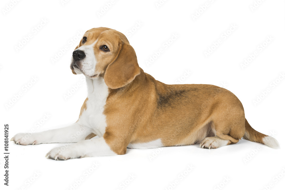 cute beagle dog isolated on white background Stock Photo | Adobe Stock