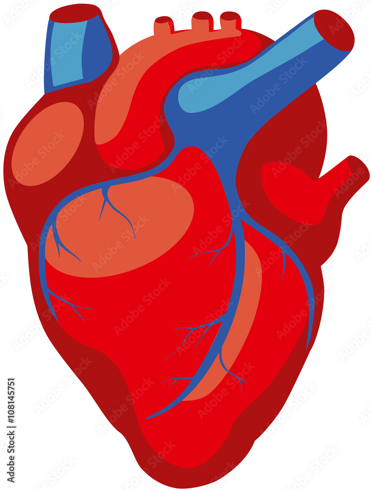 anatomy of the human heart in red color with blue veins Stock Vector ...