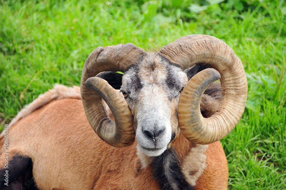 Ram Meanings and Symbolic Thoughts about the Ram The animal symbolism ...