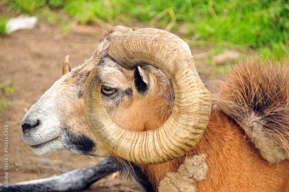 Ram Meanings and Symbolic Thoughts about the Ram The animal symbolism ...