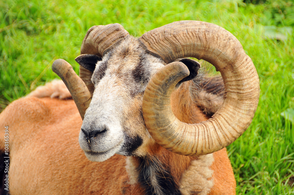 Ram Meanings and Symbolic Thoughts about the Ram The animal symbolism ...