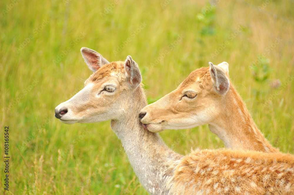 Deer are the ruminant mammals forming the family Cervidae. Species in ...