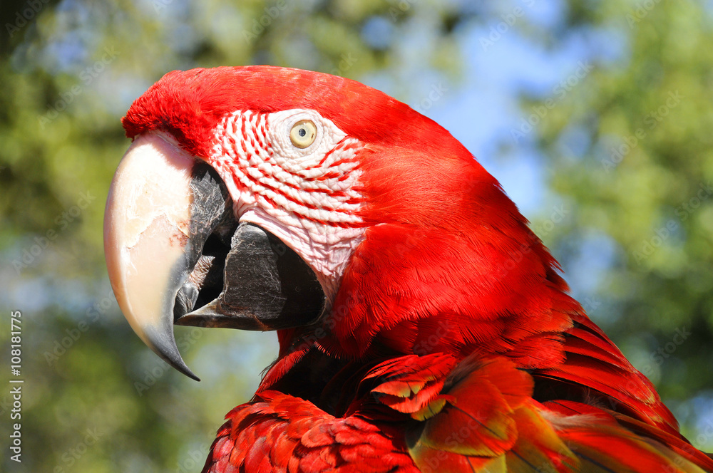 The Scarlet Macaw is a large, red, yellow and blue South American ...
