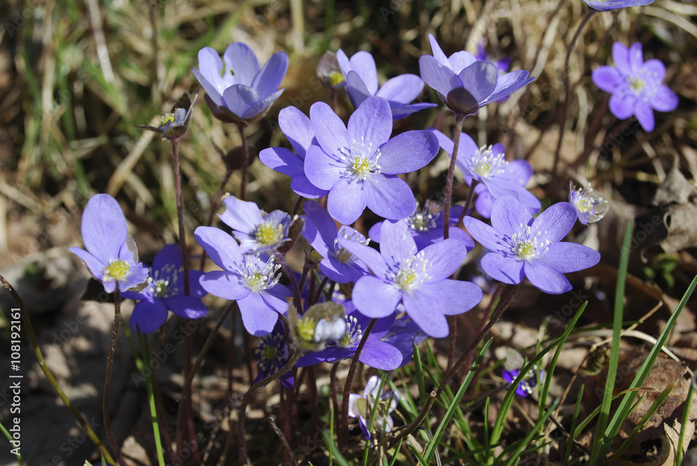 Anemone hepatica (Hepatica nobilis) is a herbaceous perennial, native ...