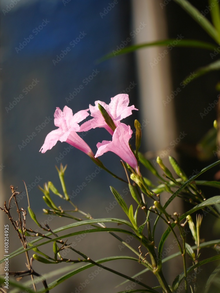 Flower Stock Photo | Adobe Stock