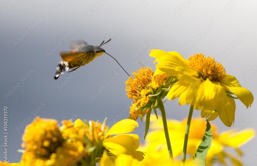 Sphingidae, known as bee Hawk-moth, enjoying the nectar of a yellow ...