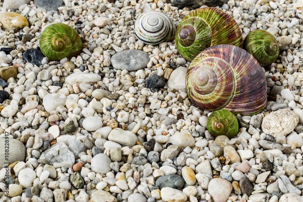 Colorful Snail Shells