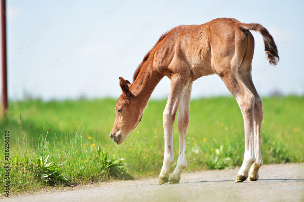 poulain Stock Photo | Adobe Stock