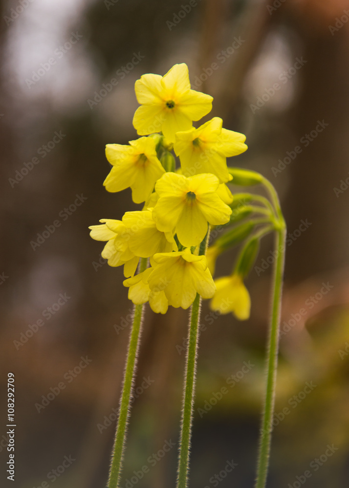 Gelbe Blume Frhling Wald