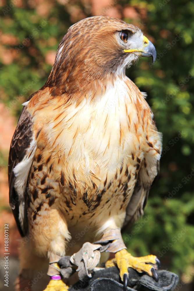 Red-tailed chickenhawk on gloved hand. Trained red-hawk sitting on the ...