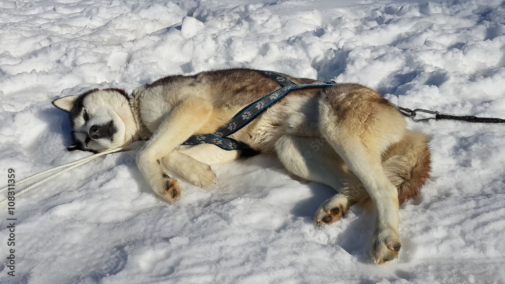 Husky dog sleeping in the snow Stock Photo | Adobe Stock