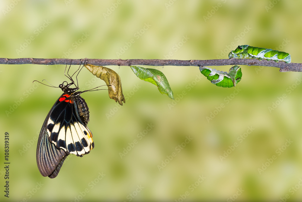 Life cycle of female great mormon butterfly Stock Photo | Adobe Stock