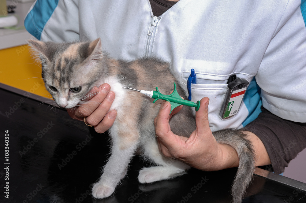 identification par puce électronique est obligatoire pour les animaux ...