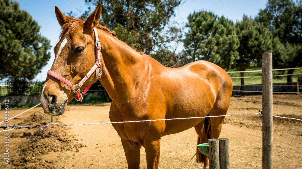 Foto Stock goodbye horses | Adobe Stock