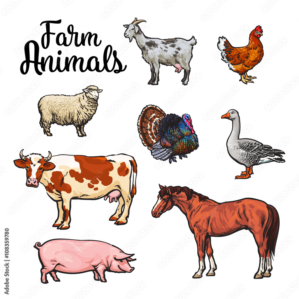 Farm animals, cow, pig, chicken, goose, poultry, livestock color vector ...