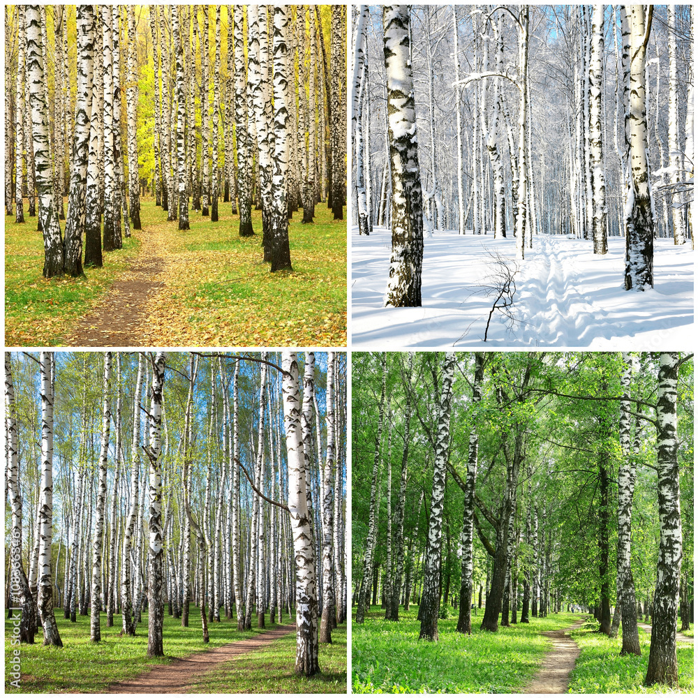 Four seasons collage row of birch trees Stock Photo | Adobe Stock