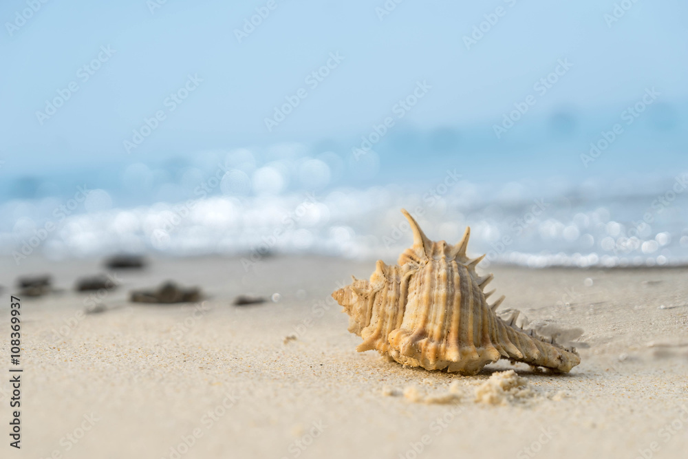 sea shell crab on the beach for background Stock Photo | Adobe Stock