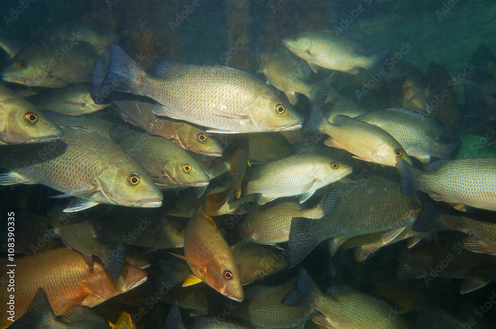 shoal of gray snapper fish with few dog snapper under a dock of Cayo ...