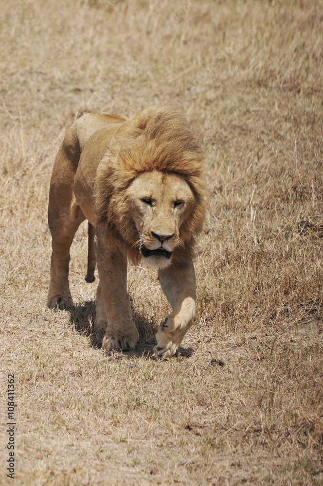 Lion in Serengeti hosts the largest mammal migration in the world ...