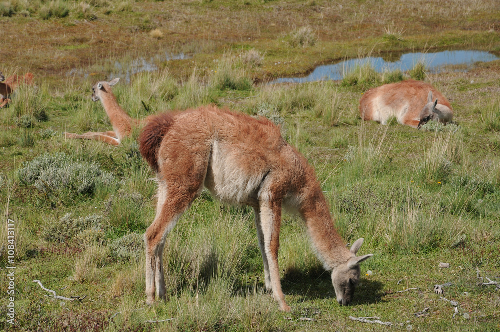 Guanacoes (Lama guanicoe) in Patagonia, Torres del Paine. The name ...