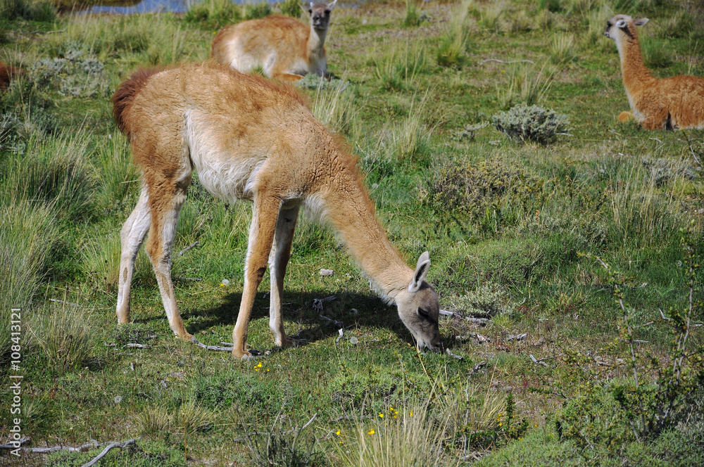 Guanacoes (Lama guanicoe) in Patagonia, Torres del Paine. The name ...