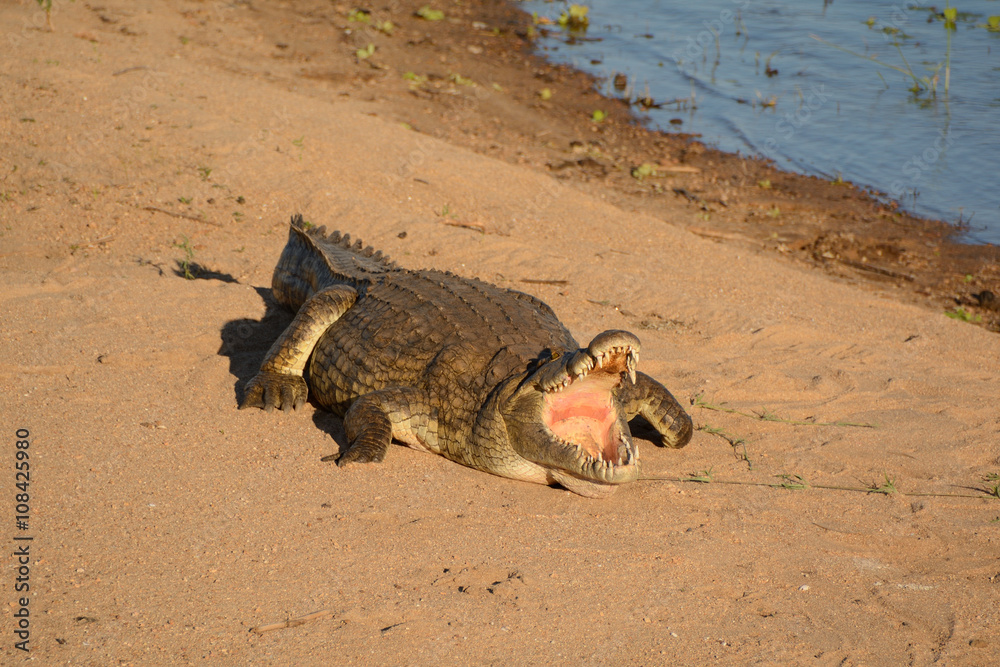 Nile crocodile lying on the riverbank with his mouth agape to cool down ...