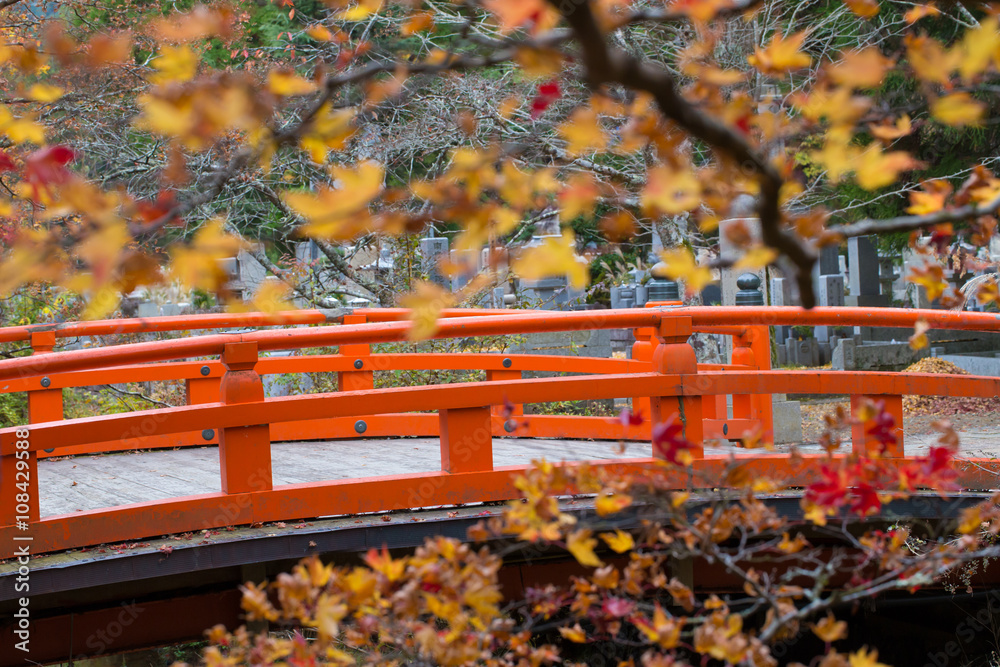 Japanese Bridge,yellow and red maple bush tree blossom in autumn with ...