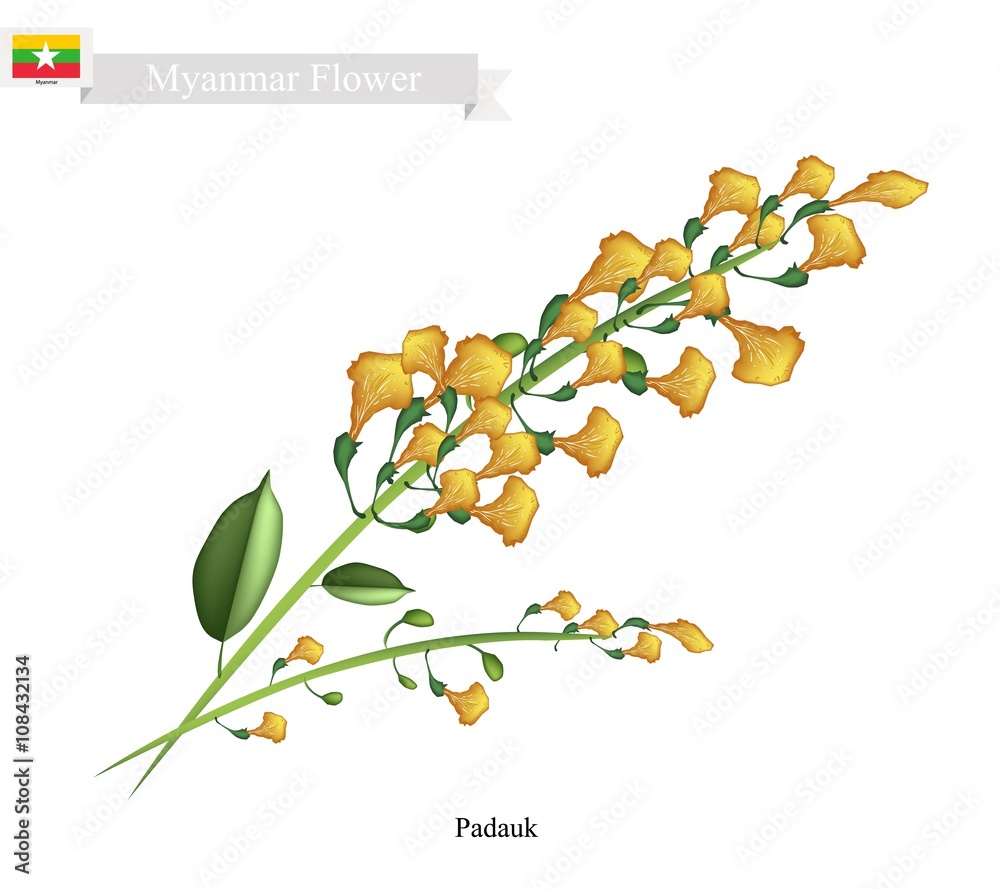 National Flower of Myanmar, Yellow Padauk Flowers Stock Vector | Adobe ...