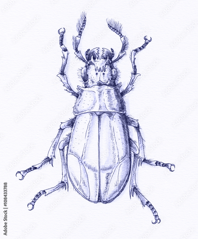 Beetle hand drawn realistic illustration Stock Illustration | Adobe Stock
