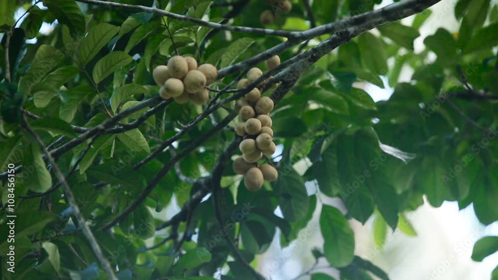 langsat Thai fruit Bunch of Lanzones or Longing Thai fruit,Lansium ...