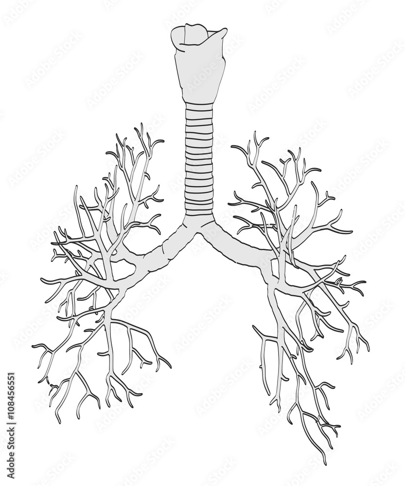 2d cartoon illustration of bronchi Stock Illustration | Adobe Stock