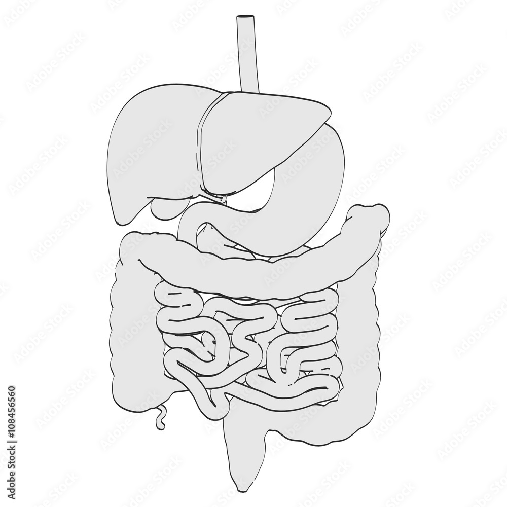 2d cartoon illustration of digestive system Stock Illustration | Adobe ...