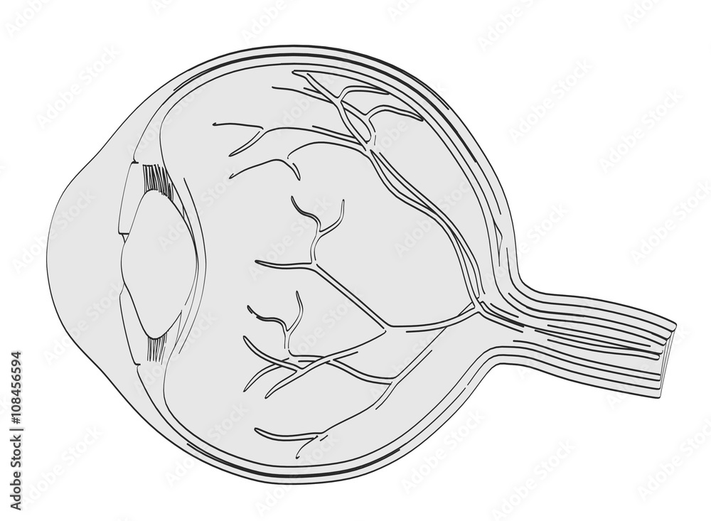 2d cartoon illustration of eye Stock Illustration | Adobe Stock