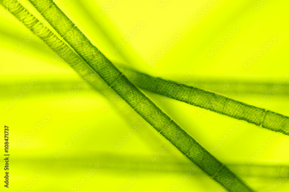 Microscopic view of green algae (Spirogyra) Stock Photo | Adobe Stock