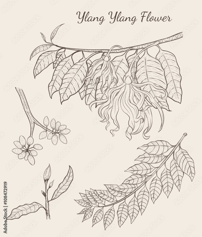 Ylang-Ylang Flower from hand drawing.Cananga odorata, known as the ...