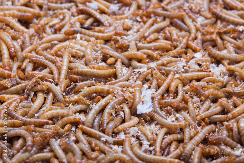 A pile of living mealworms larvae. This worm is used as food for ...