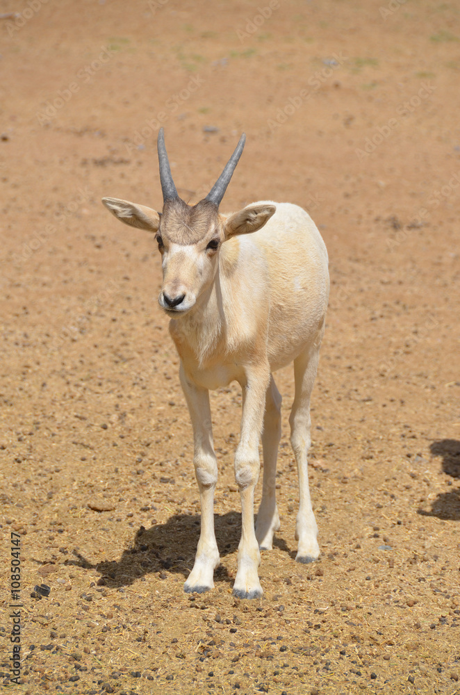 Young addax (Addax nasomaculatus), also known as the white antelope and ...