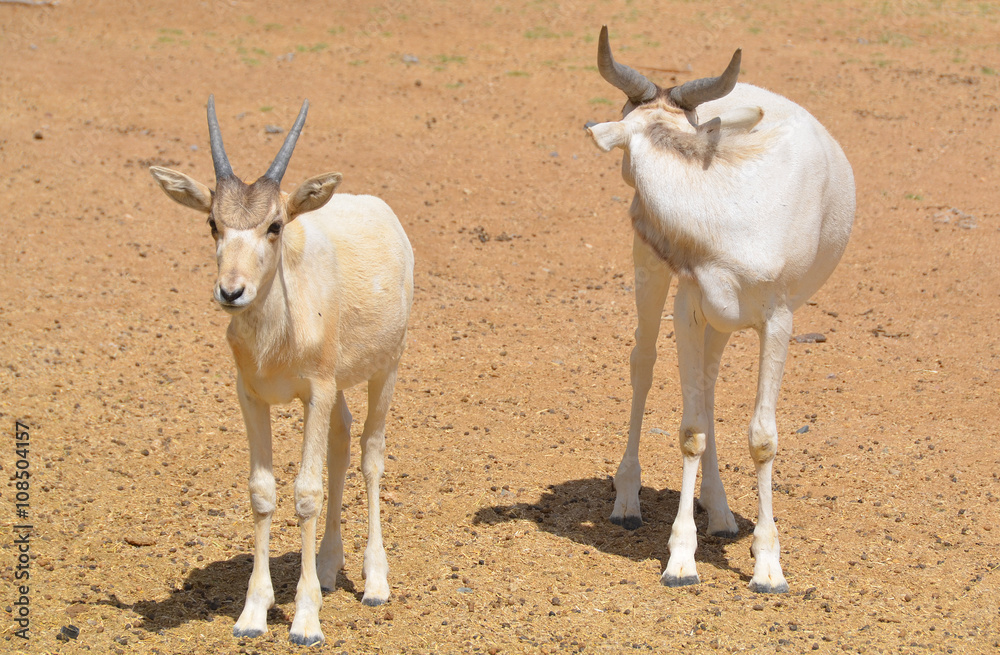 Young addax (Addax nasomaculatus), also known as the white antelope and ...