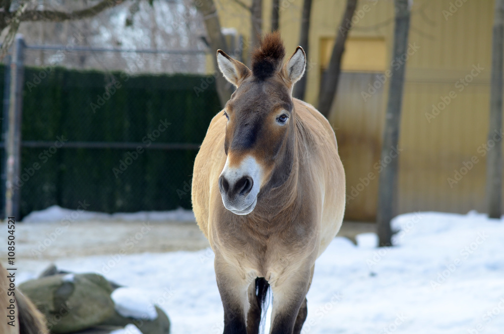Przewalski's Horse or Dzungarian Horse, is a rare and endangered ...