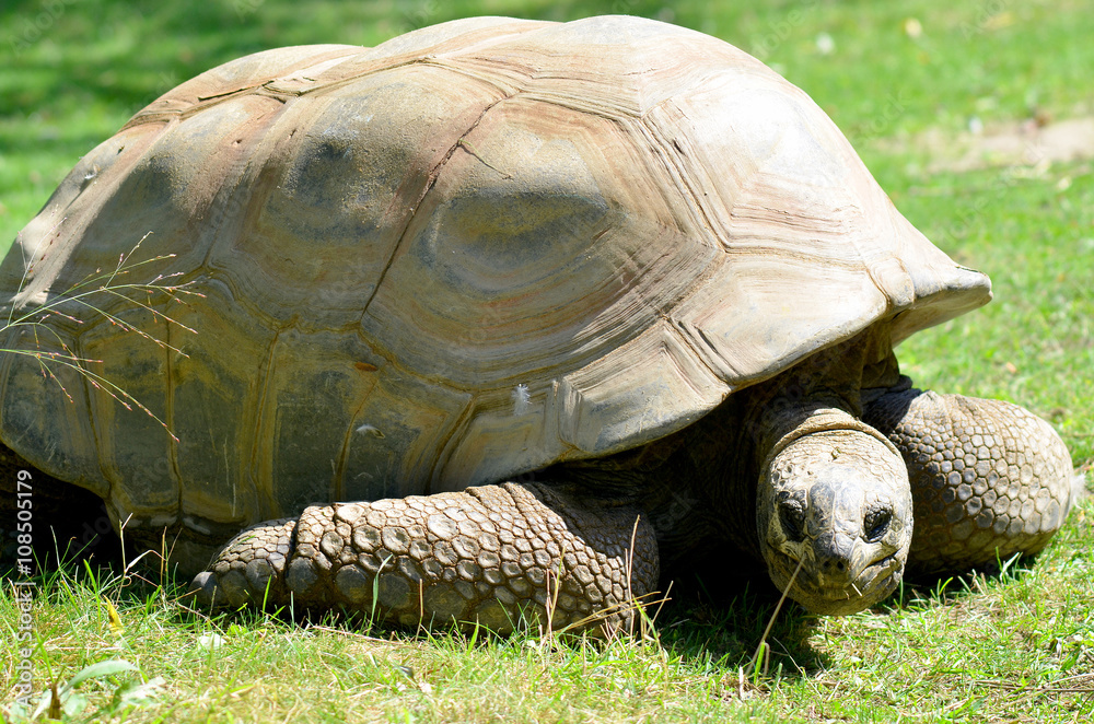 The Galapagos tortoise or Galapagos giant tortoise is the largest ...