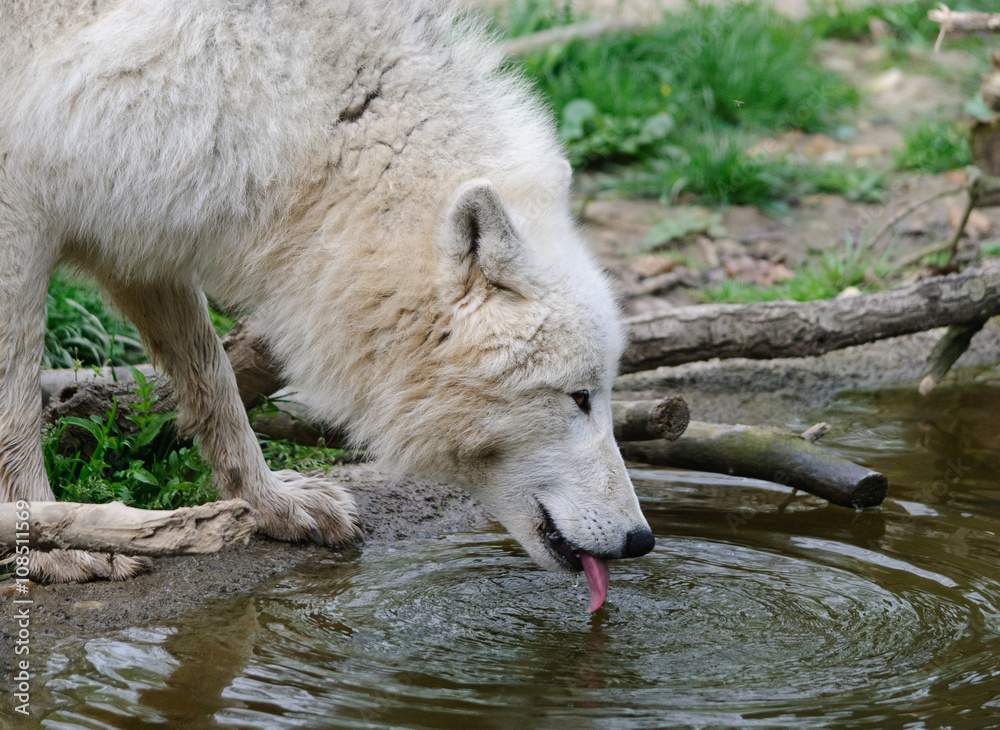Gray Wolves Drinking Water